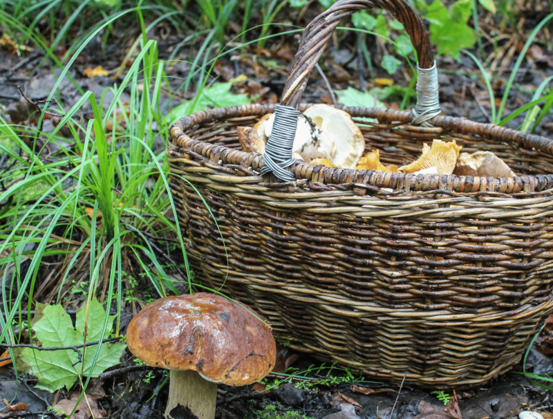 Wissenswertes: Waldpilze richtig erkennen und zuordnen » Neuigkeiten ...